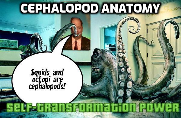 Octopus Anatomy And Physiology Preserved Octopus For Dissection,